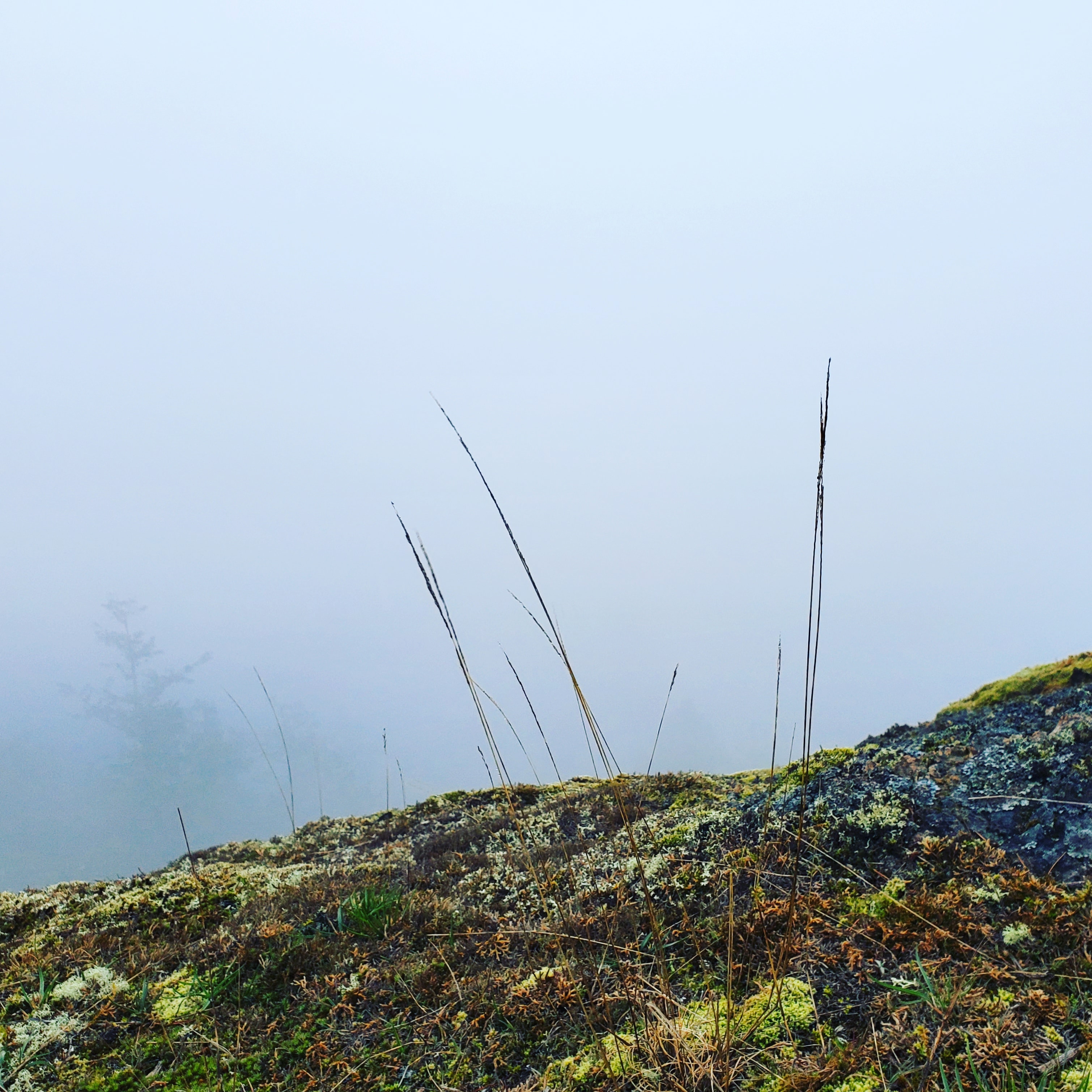 Island Fog – Briefly Write