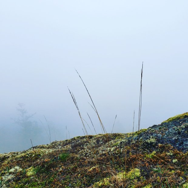 Island Fog – Briefly Write